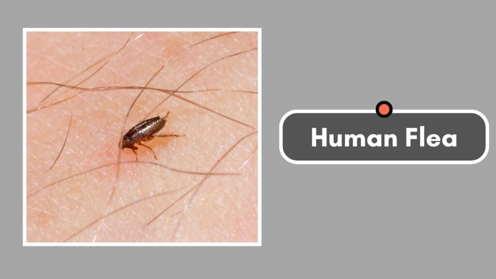 13 Types of Fleas: Identification with Names and Pictures