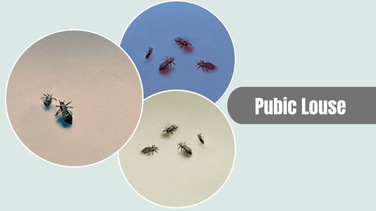 17 Types of Lice: Species That Affect Humans, Animals & Birds