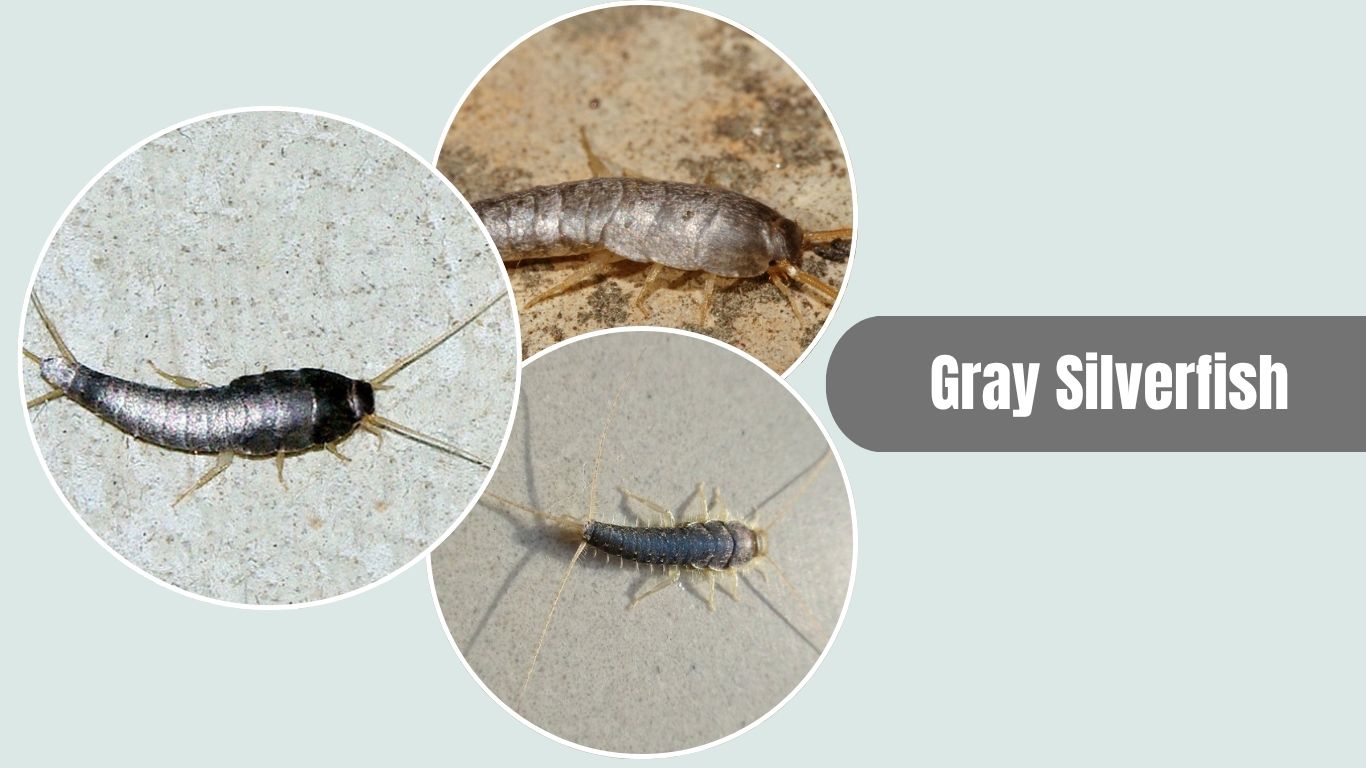 23 Types of Silverfish: Identification With Pictures & Image