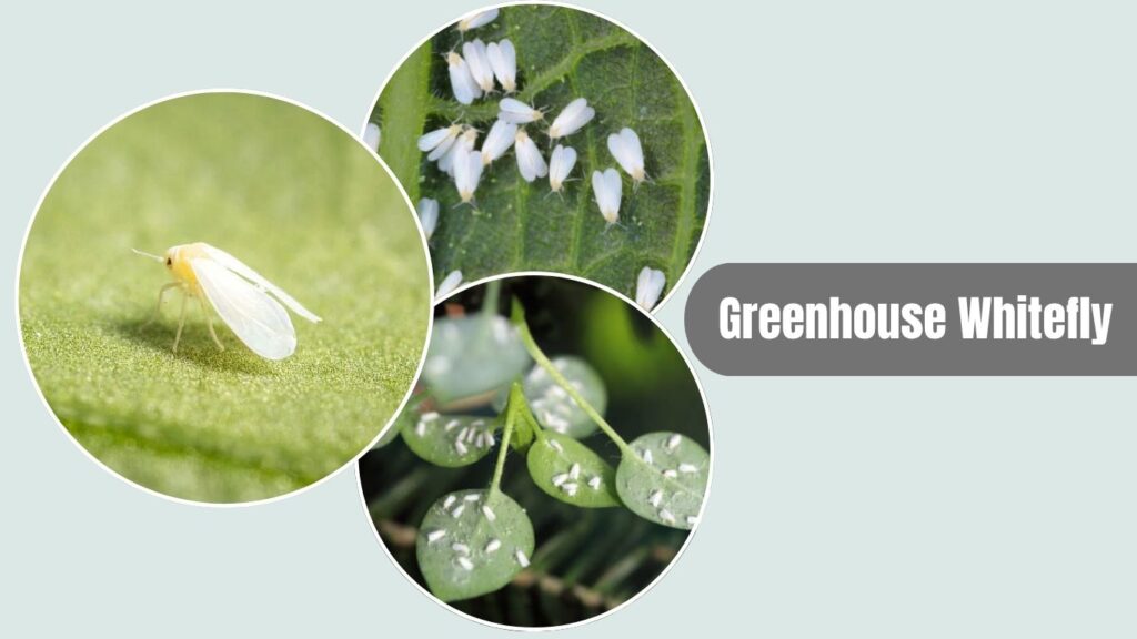 10 Types of White Insects on Plants: Identification & Control