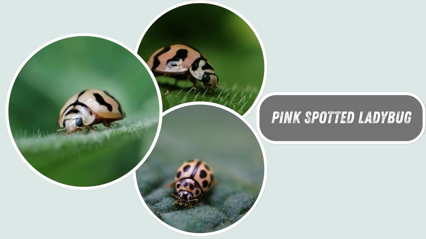 24 Types of Ladybugs: Names, Pictures, and Identification
