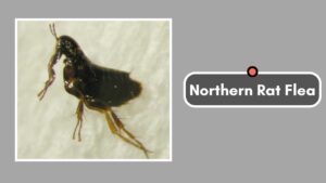 13 Types of Fleas: Identification with Names and Pictures