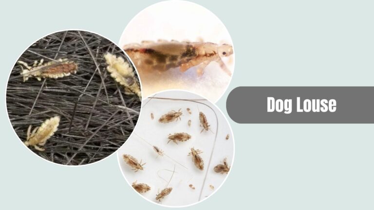 17 Types of Lice: Species That Affect Humans, Animals & Birds