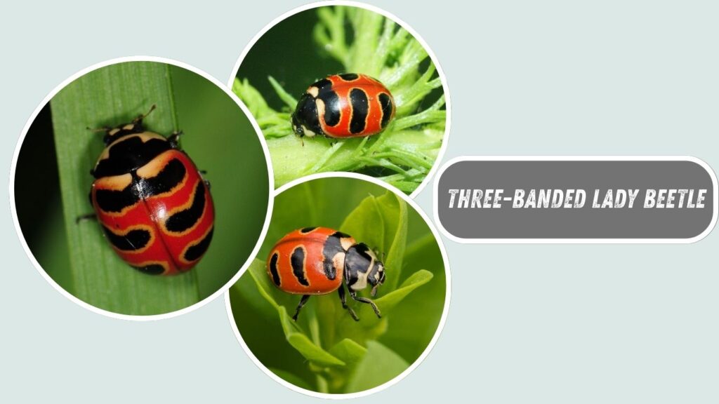 24 Types of Ladybugs: Names, Pictures, and Identification
