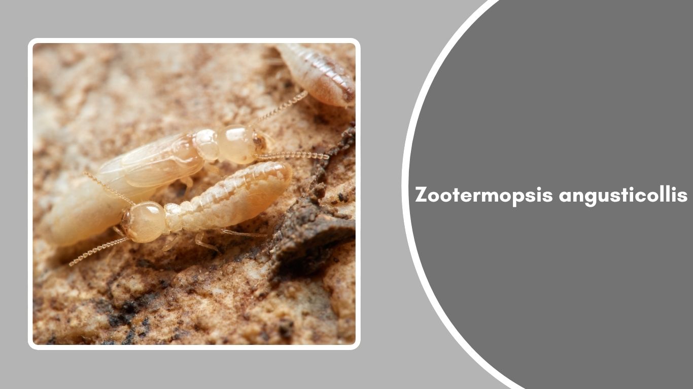 21 Types of Termites: Species Identification with Pictures