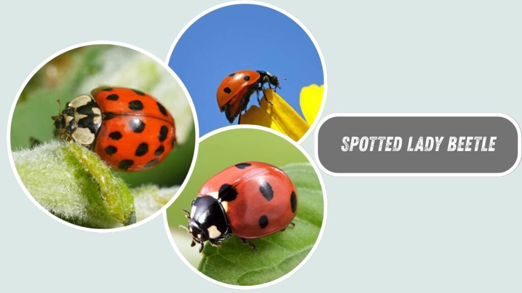 24 Types of Ladybugs: Names, Pictures, and Identification