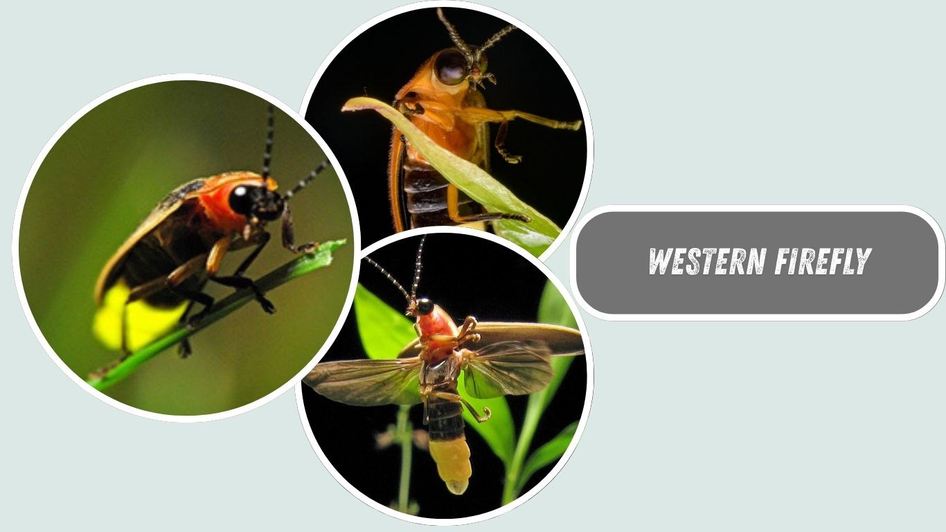 21 Types of Fireflies: Identification with Images and Names