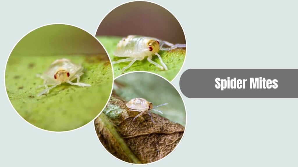 10 Types of White Insects on Plants: Identification & Control