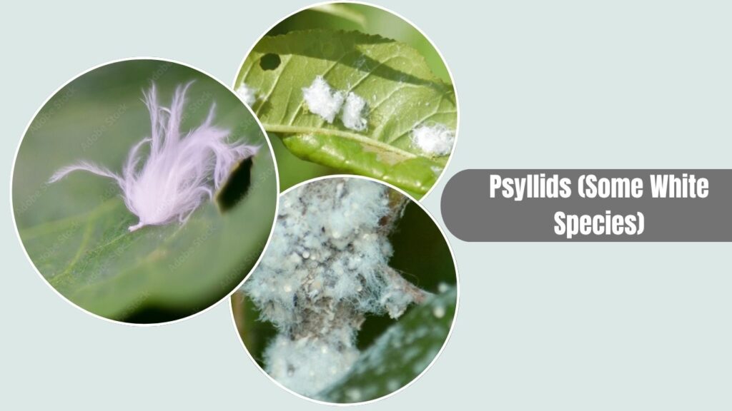 10 Types of White Insects on Plants: Identification & Control