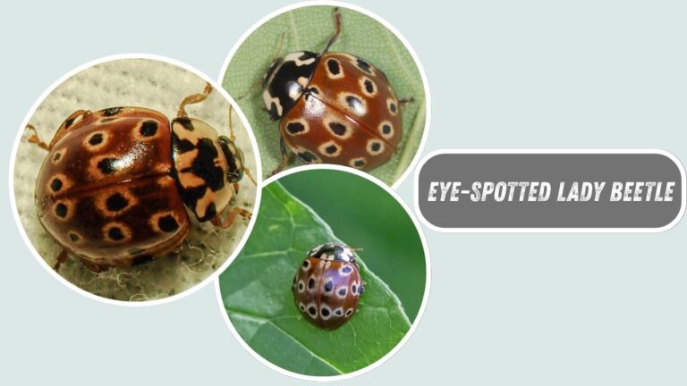 24 Types of Ladybugs: Names, Pictures, and Identification
