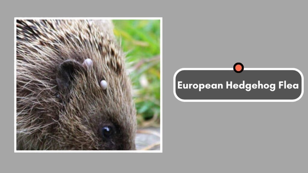 13 Types of Fleas: Identification with Names and Pictures