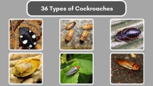 36 Types of Cockroaches: Names and Global Variety of Species