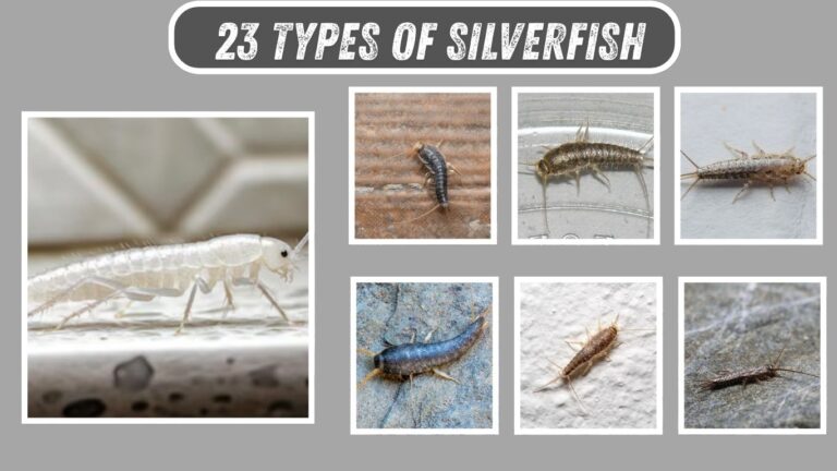 23 Types of Silverfish: Identification With Pictures & Image