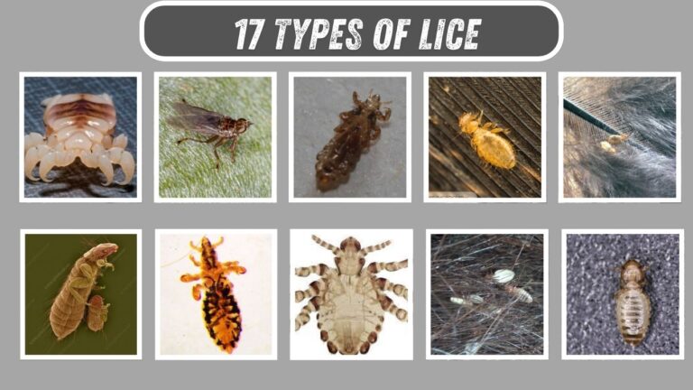 17 Types of Lice: Species That Affect Humans, Animals & Birds