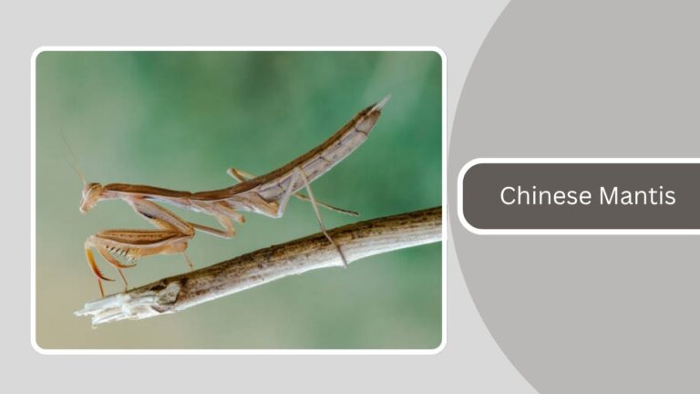 21 Common Types of Praying Mantis: Identification with Pictures