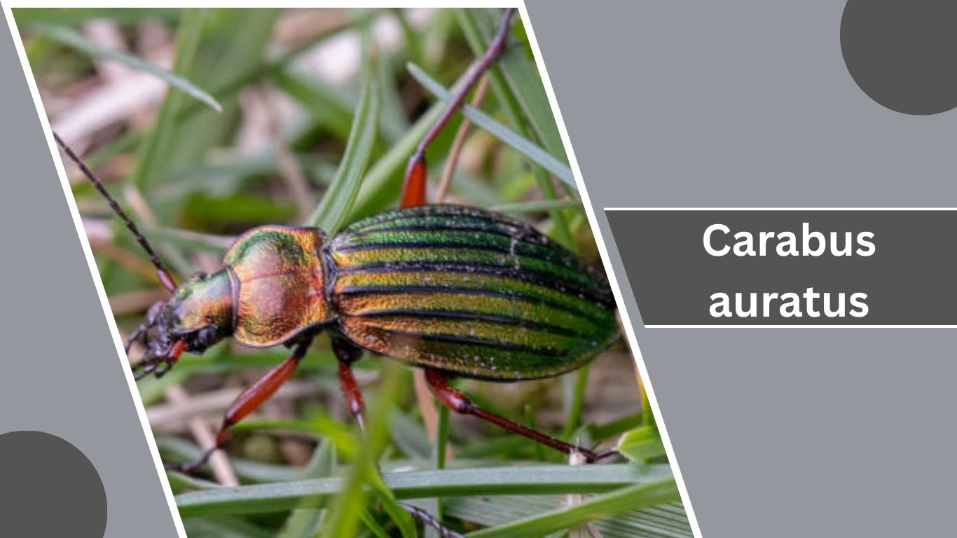 27 Types of Ground Beetles: Different Species Identification