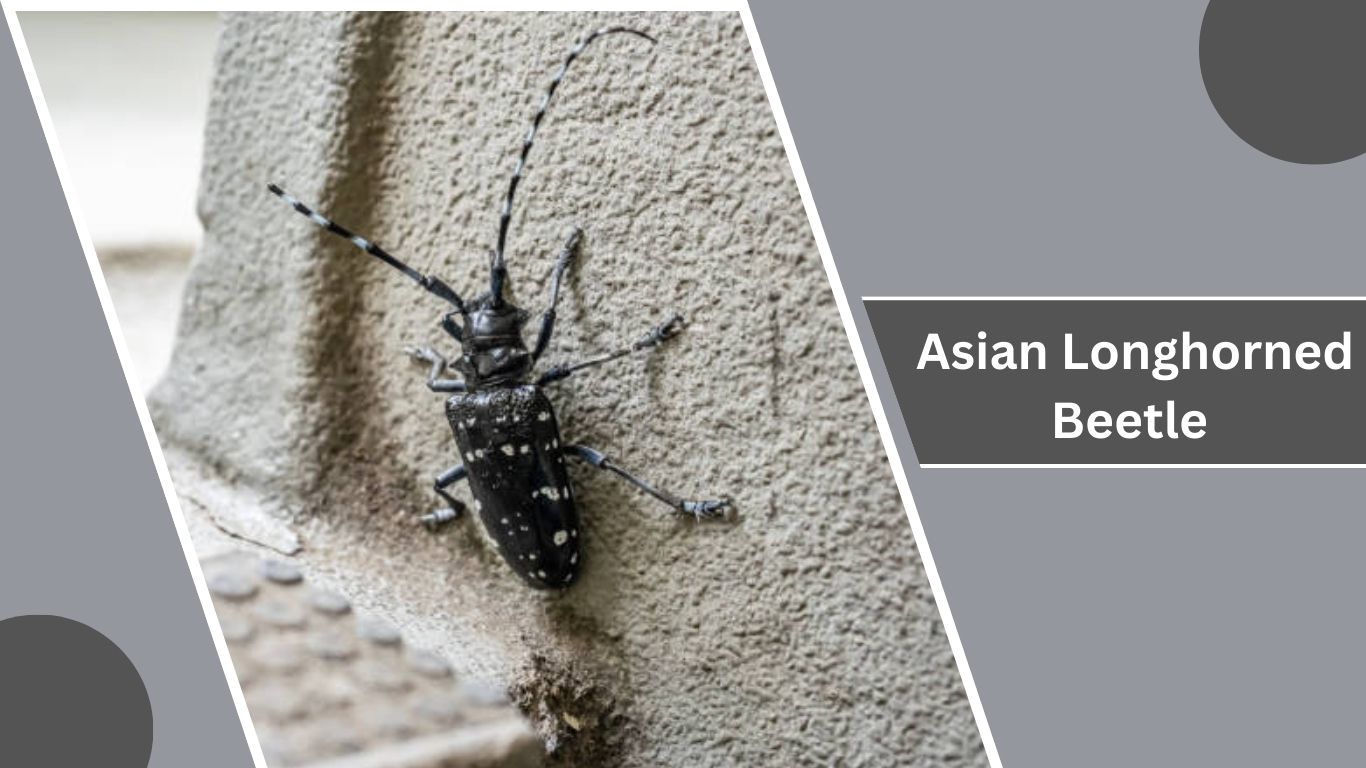 27 Types of Longhorn Beetles: Different Species Identification