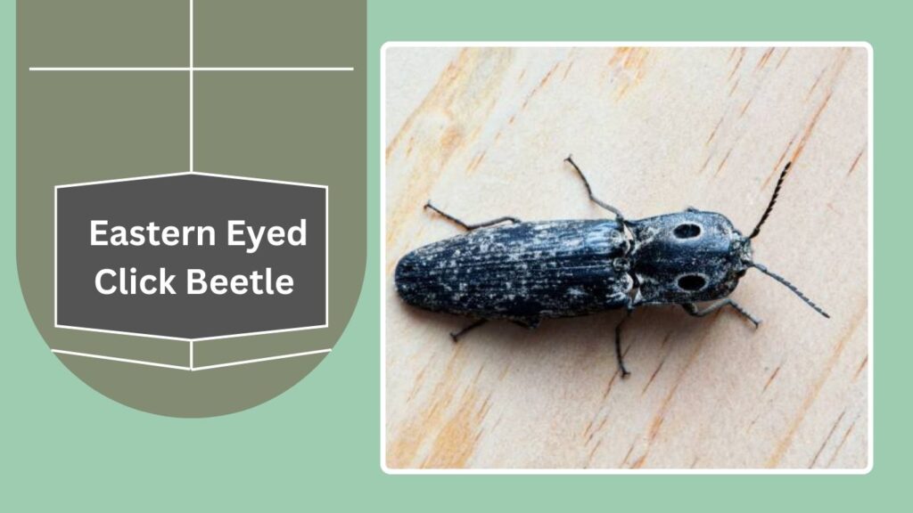 27 Types of Click Beetles: Different Species Identification