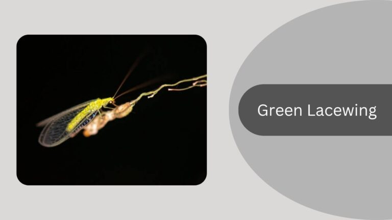 15 Common Types of Lacewing: Identification with Pictures