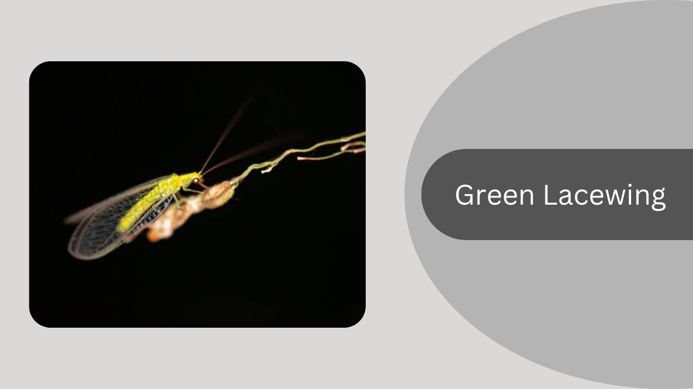 15 Common Types of Lacewing: Identification with Pictures
