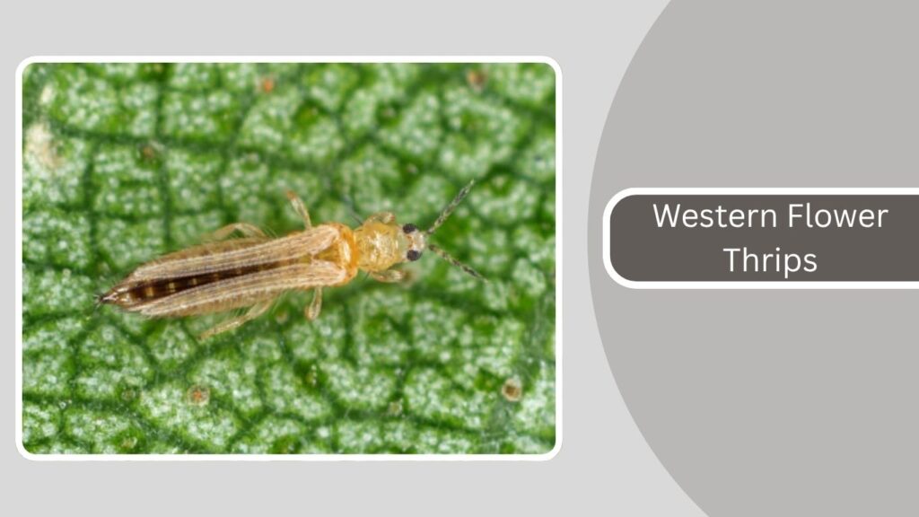 25 types of Thrip: Identification with Pictures