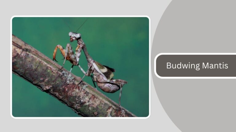 21 Common Types of Praying Mantis: Identification with Pictures
