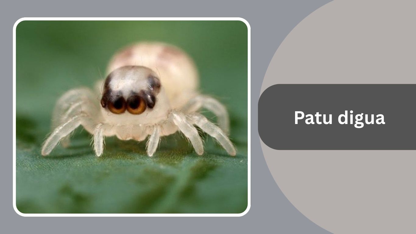 15 Smallest Insects in the World: Identification With Pictures