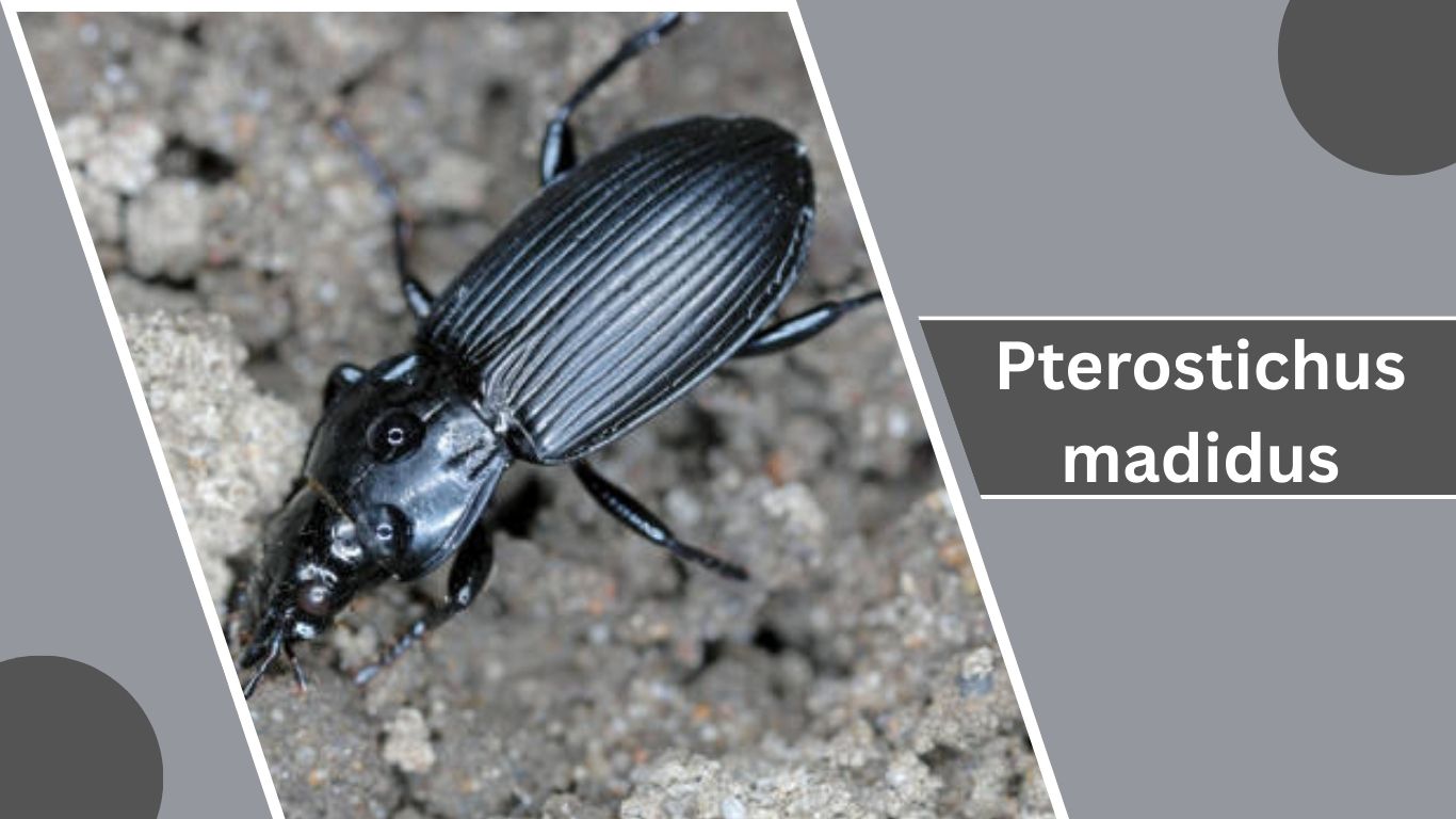 27 Types of Ground Beetles: Different Species Identification