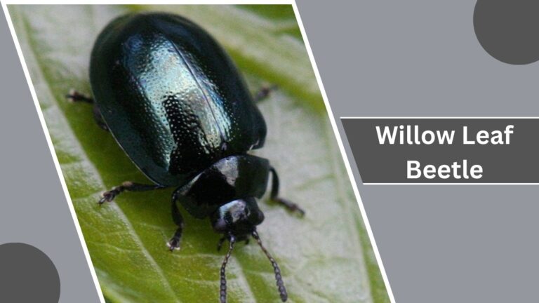 27 Types of Leaf Beetles: Different Species Identification