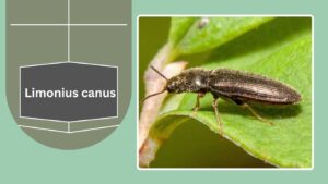 27 Types of Click Beetles: Different Species Identification