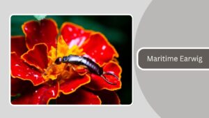 15 Common Types of Earwigs: Identification & Key Traits