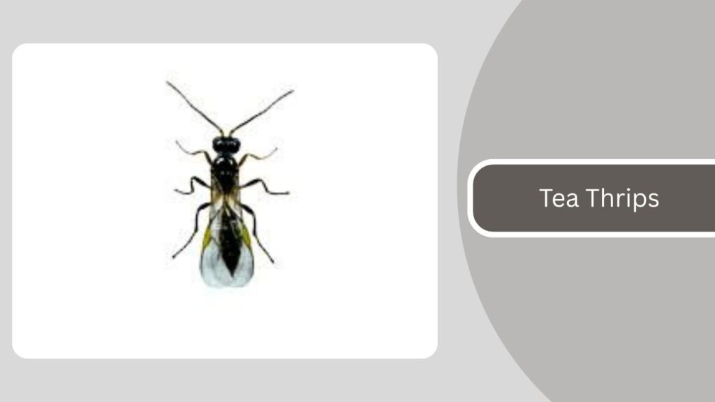 25 types of Thrip: Identification with Pictures