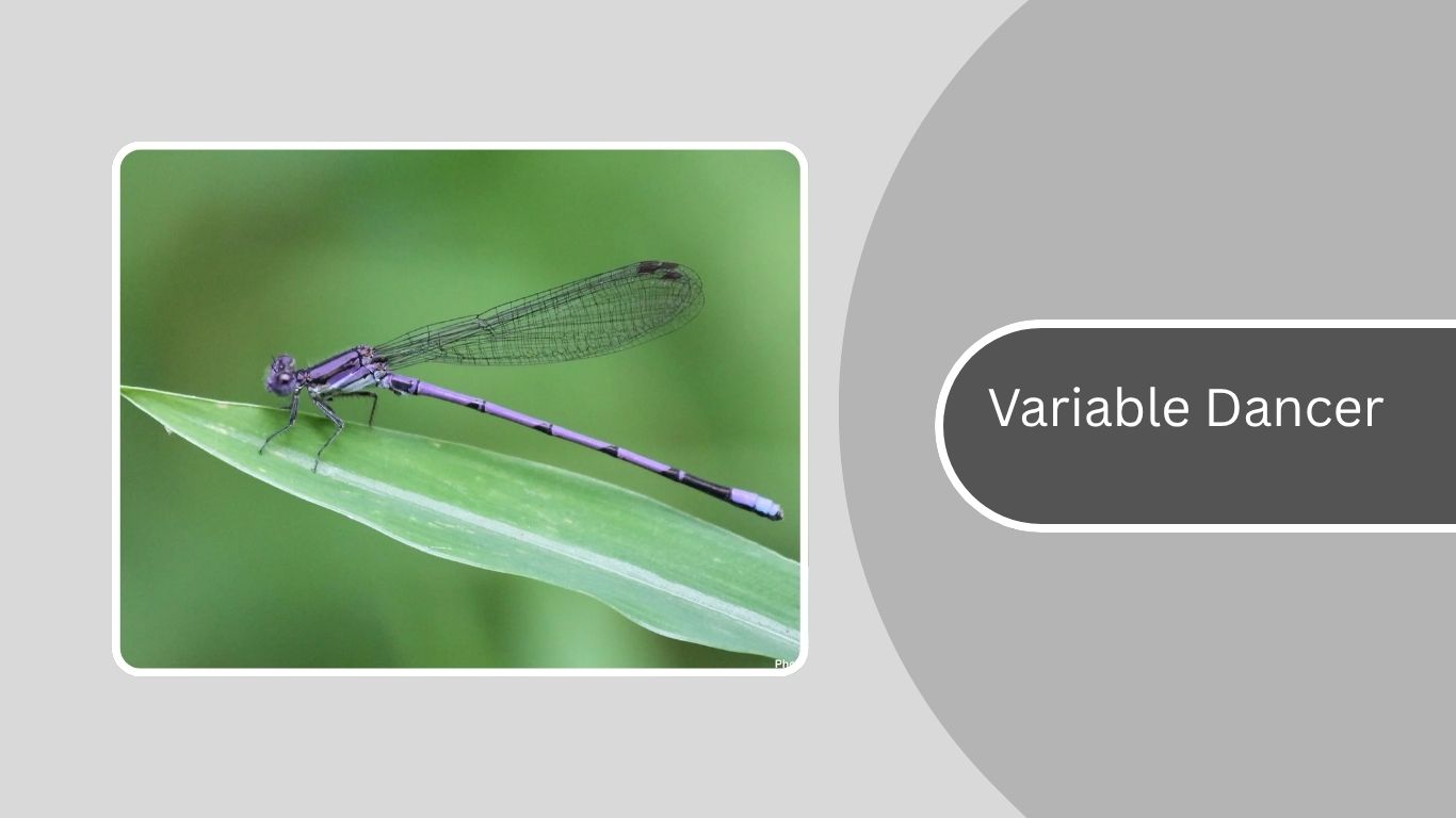 20 Type of Damselfly: Identification with pictures