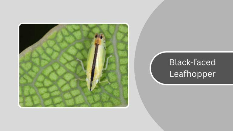 25 Types of Leafhopper: Identification with Pictures