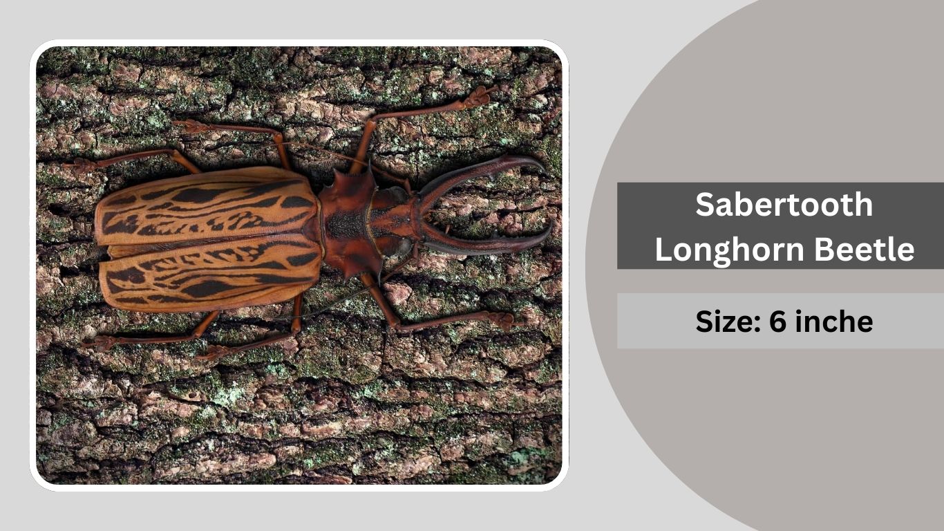 27 Largest Insects in the World: Identification with Size