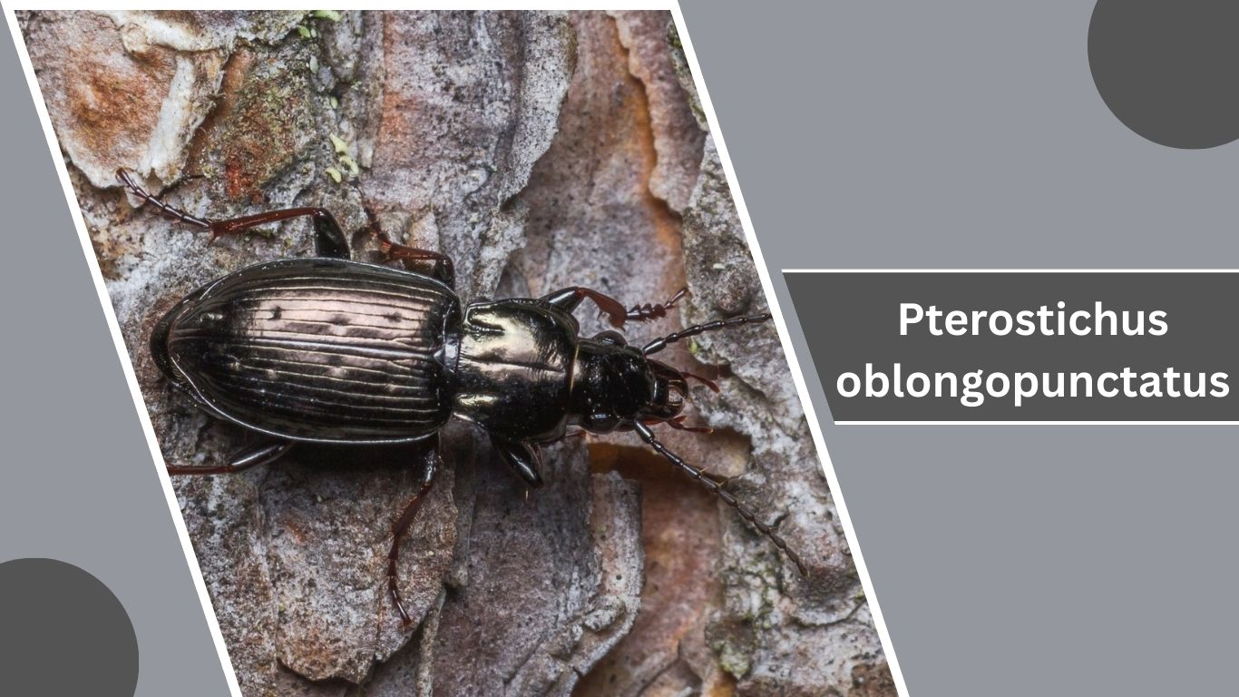 27 Types of Ground Beetles: Different Species Identification