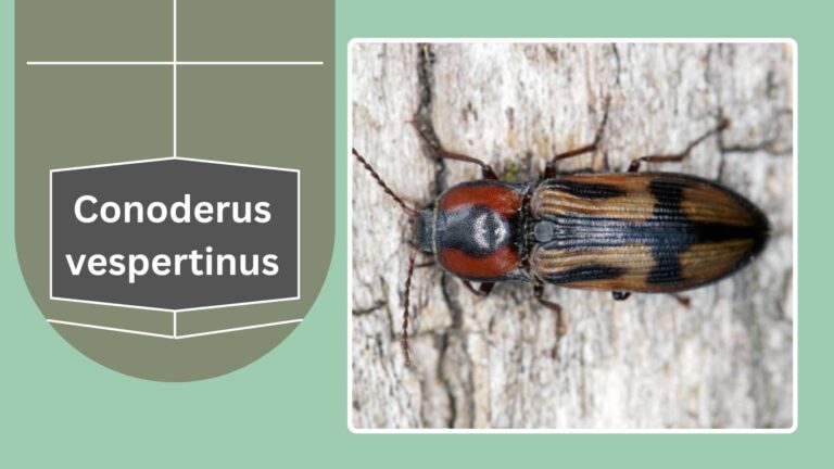 27 Types of Click Beetles: Different Species Identification