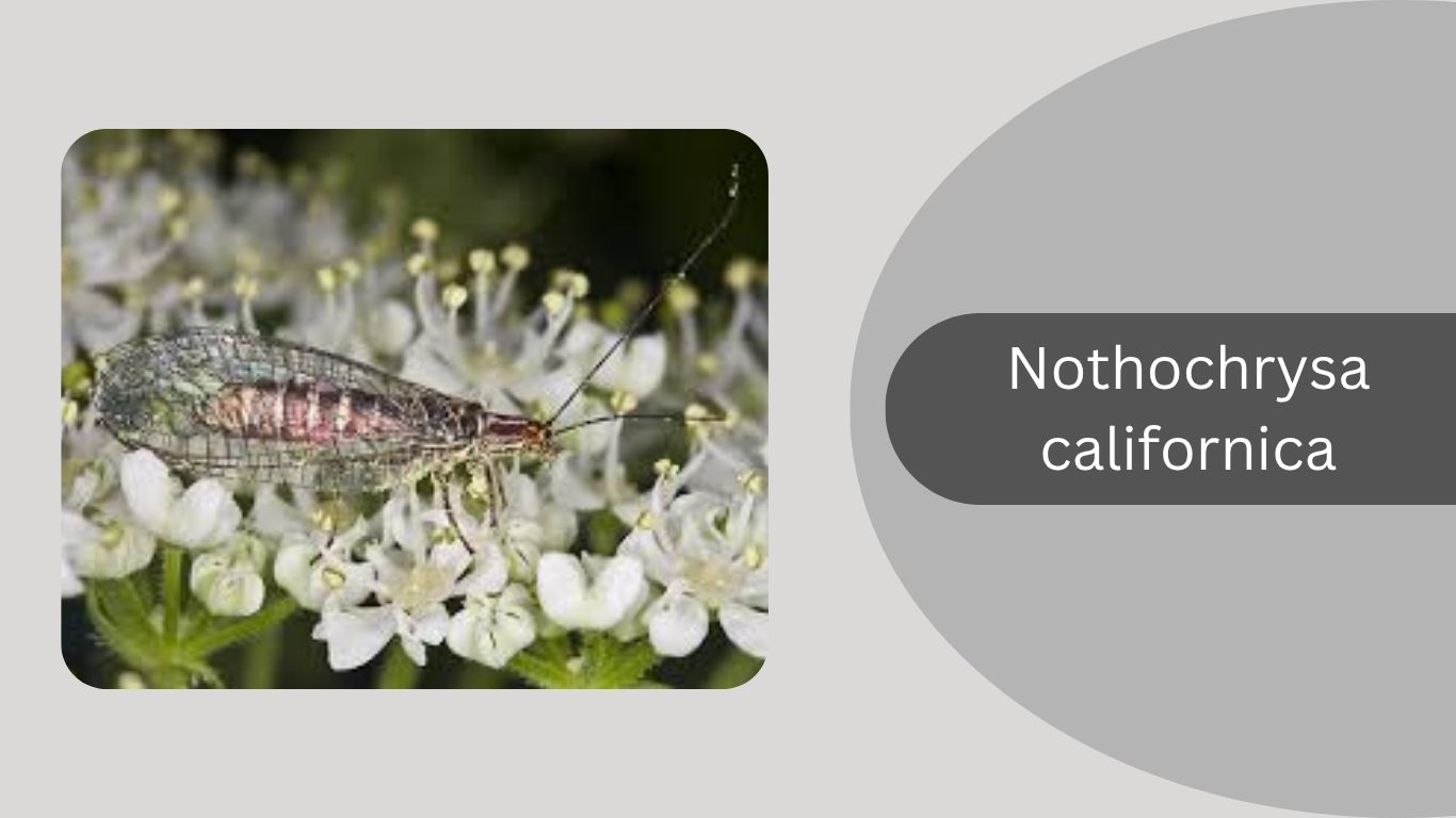 15 Common Types of Lacewing: Identification with Pictures