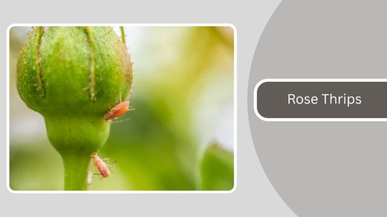25 types of Thrip: Identification with Pictures