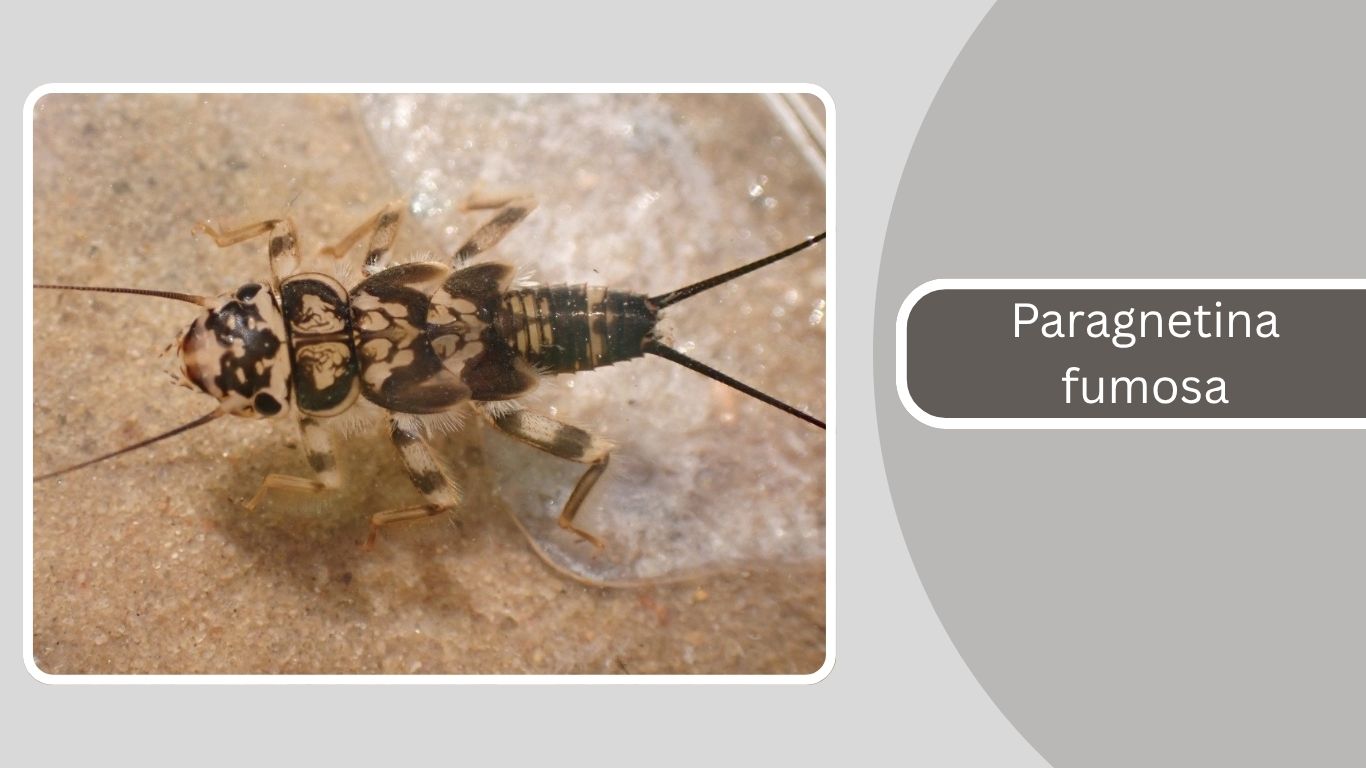 25 types of Stonefly: Identification with Pictures
