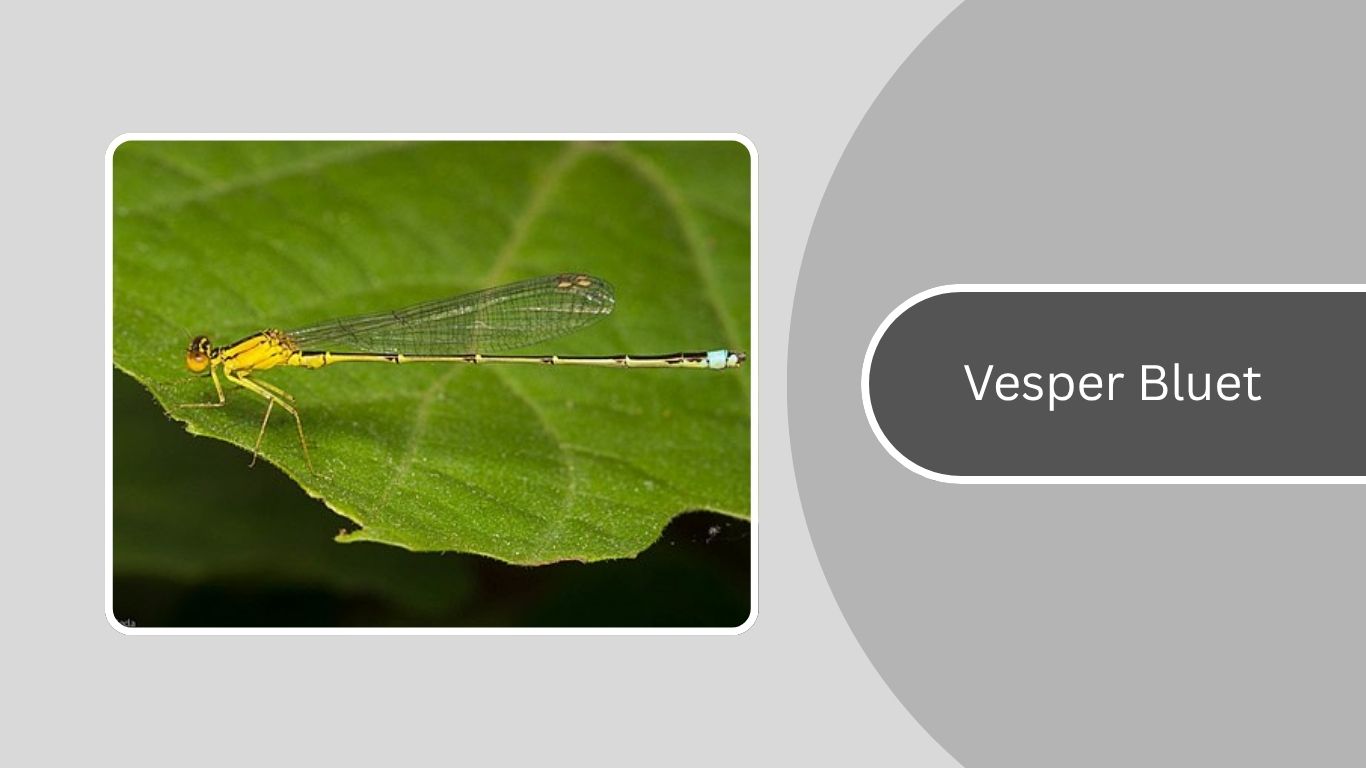20 Type of Damselfly: Identification with pictures