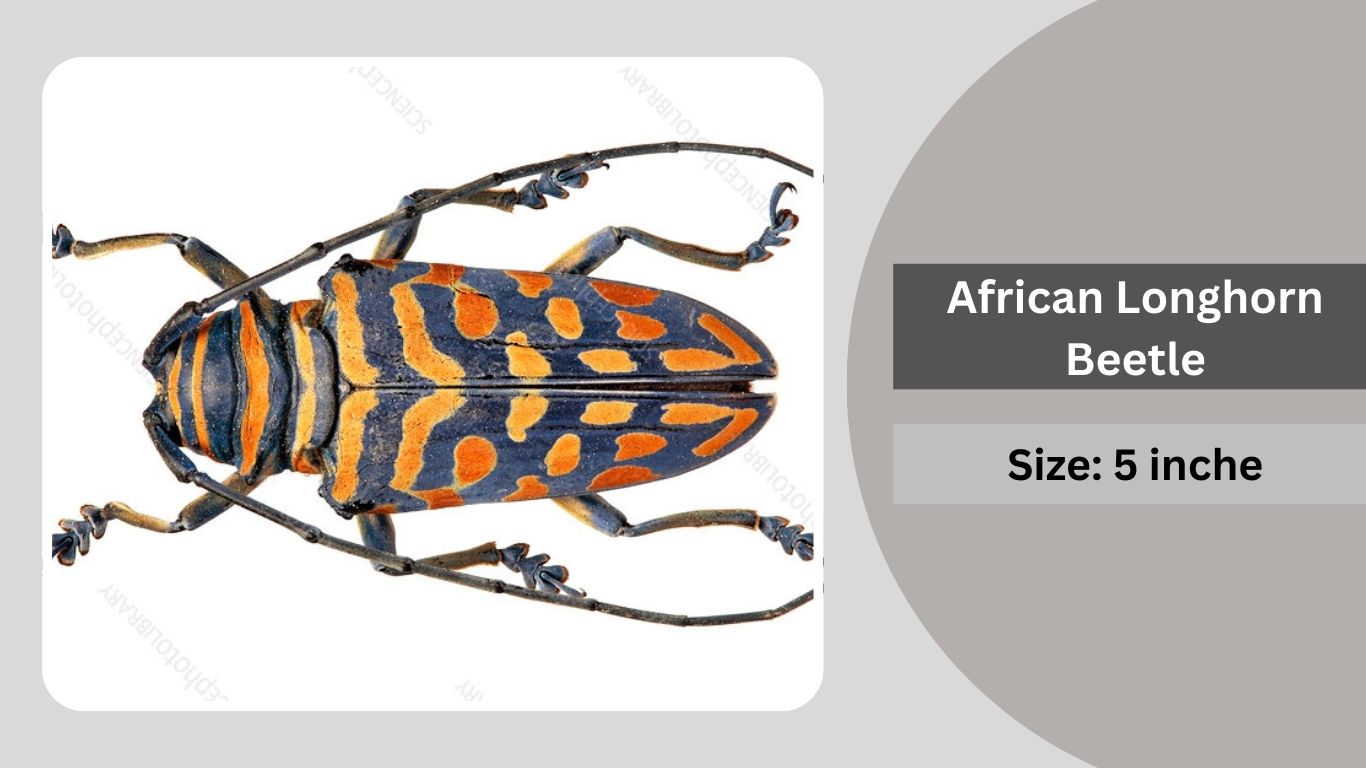 27 Largest Insects in the World: Identification with Size