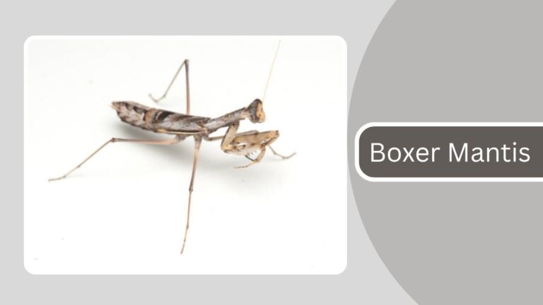 21 Common Types of Praying Mantis: Identification with Pictures