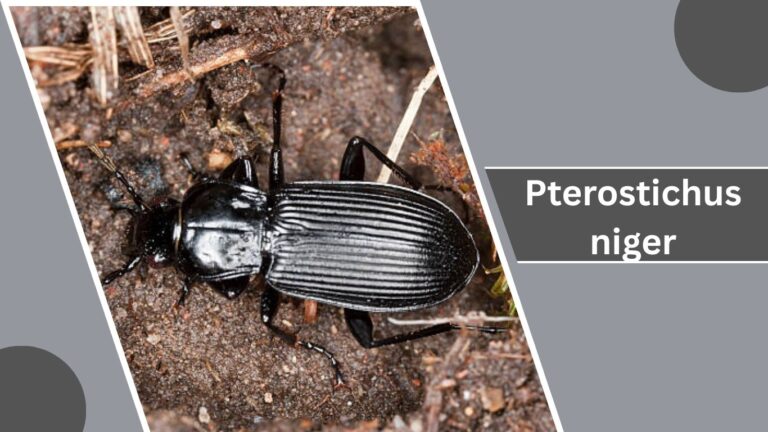 27 Types of Ground Beetles: Different Species Identification