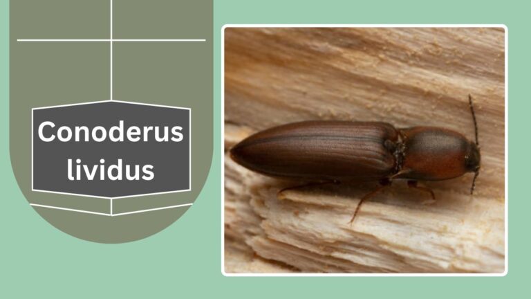 27 Types of Click Beetles: Different Species Identification