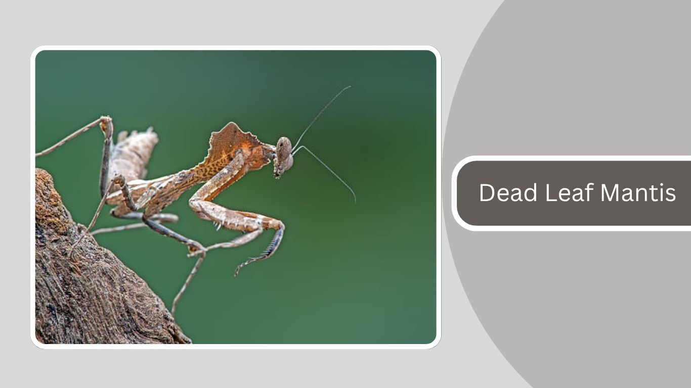 21 Common Types of Praying Mantis: Identification with Pictures