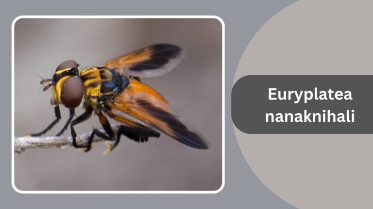 15 Smallest Insects in the World: Identification With Pictures