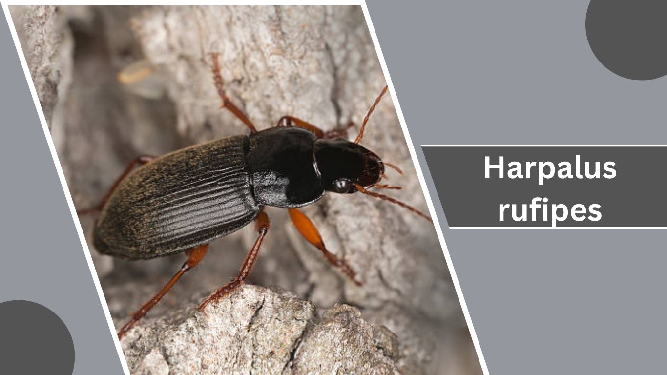 27 Types of Ground Beetles: Different Species Identification