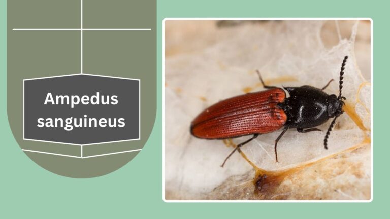 27 Types of Click Beetles: Different Species Identification