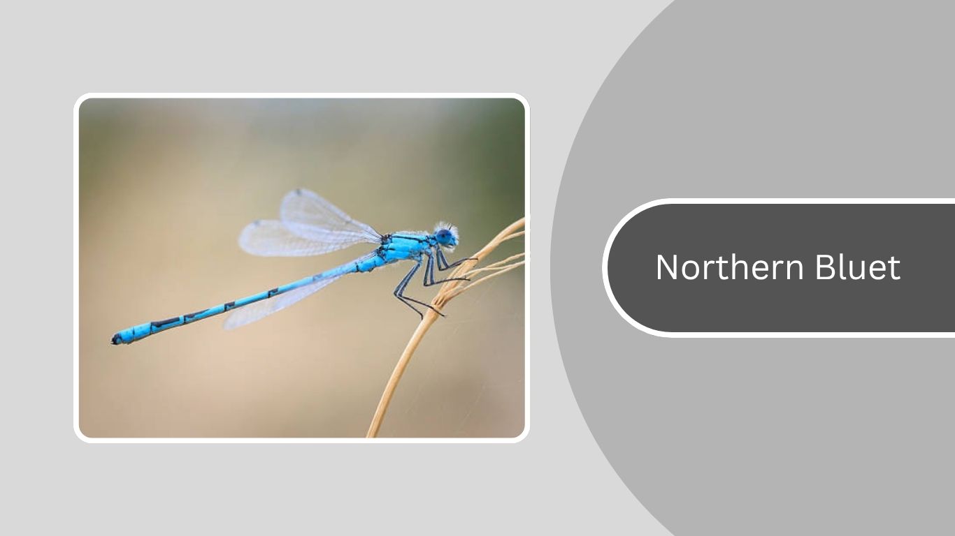 20 Type of Damselfly: Identification with pictures